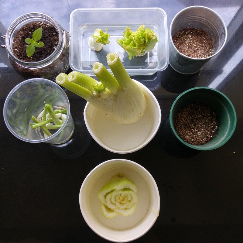 growing-edible-greens-at-indoors - Sowing Good