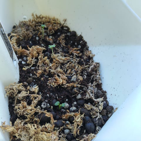 chye-sim-transplanted-20160922_080228_hdr - Sowing Good