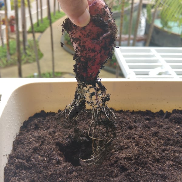 sweet-potato-in-water-20161024_121843_hdr - Sowing Good